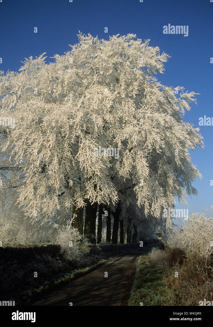 Minchinhampton winter cotswolds hi-res stock photography and images - Alamy