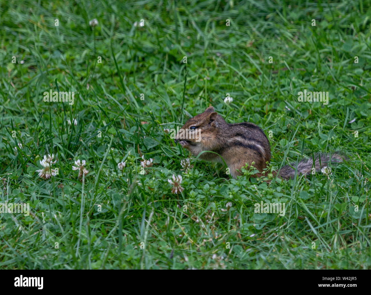 Chipmunk foraging hi-res stock photography and images - Alamy