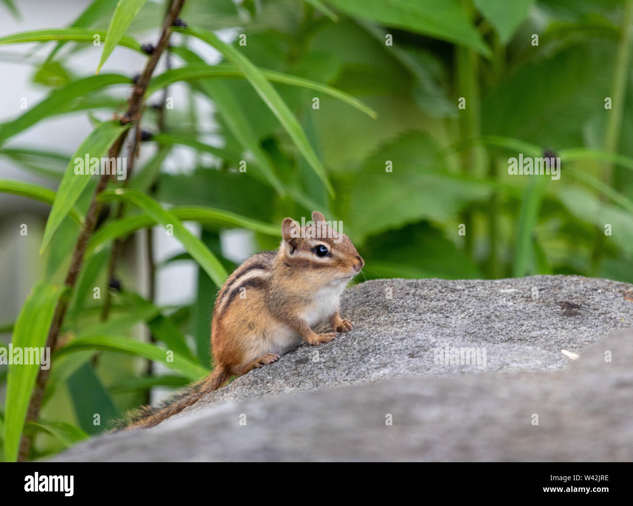 East facing garden hi-res stock photography and images - Alamy