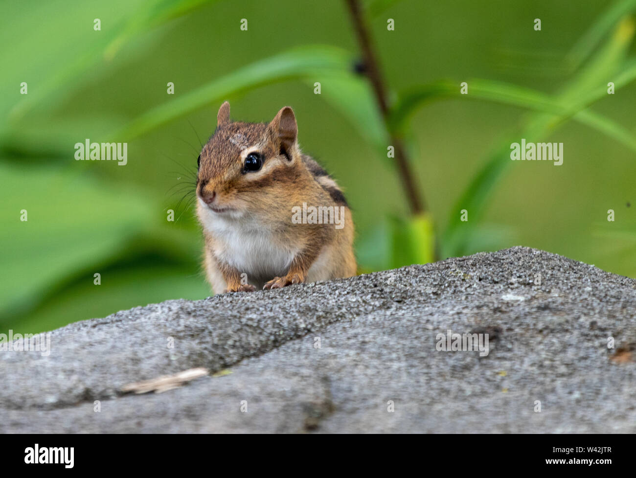 Adorable chipmunk peering over a rock Stock Photo - Alamy