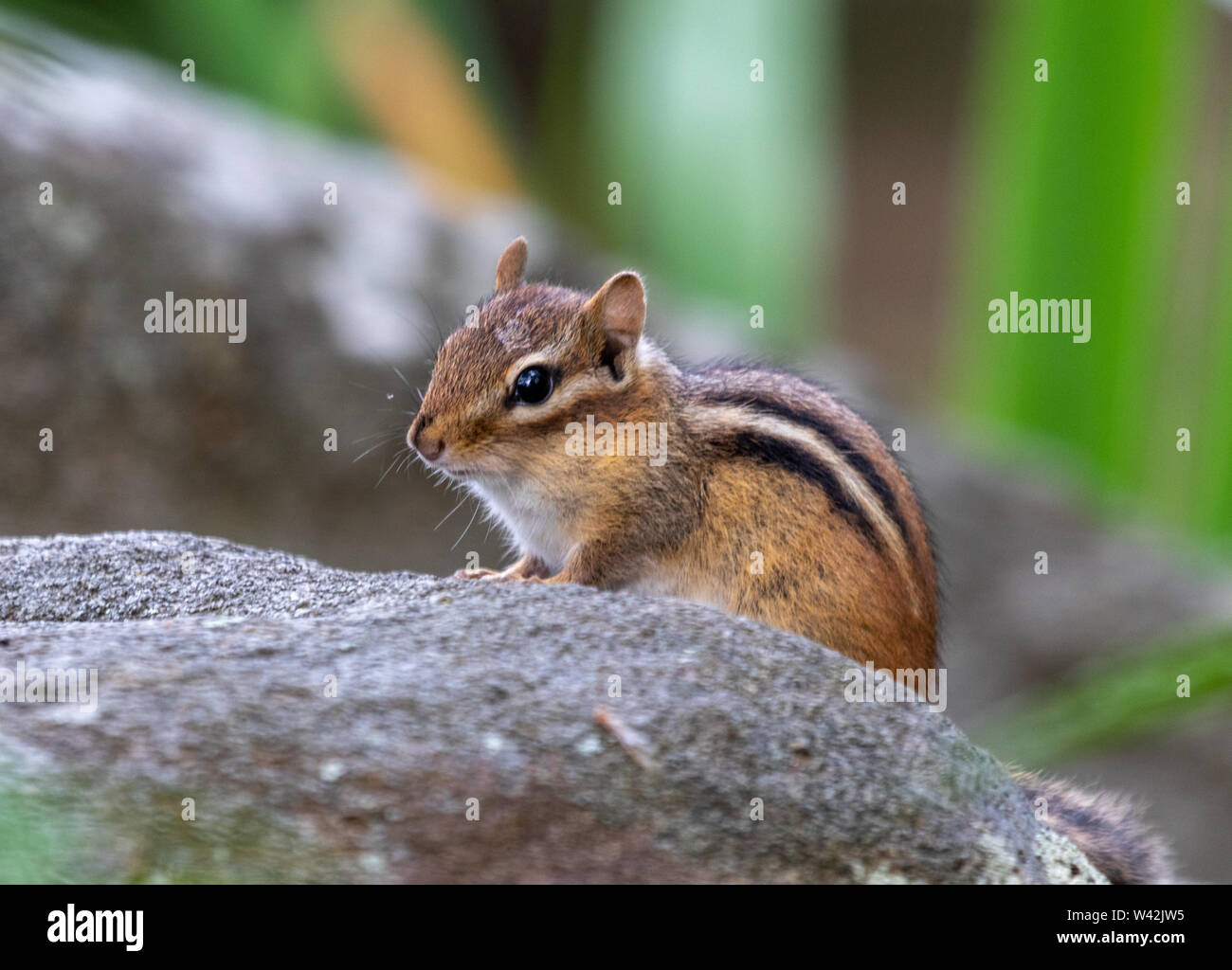 Chipmunk close up hi-res stock photography and images - Alamy