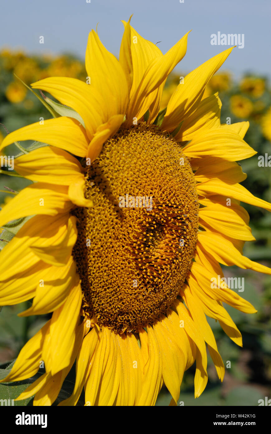 Sunflower sun fill hi-res stock photography and images - Alamy