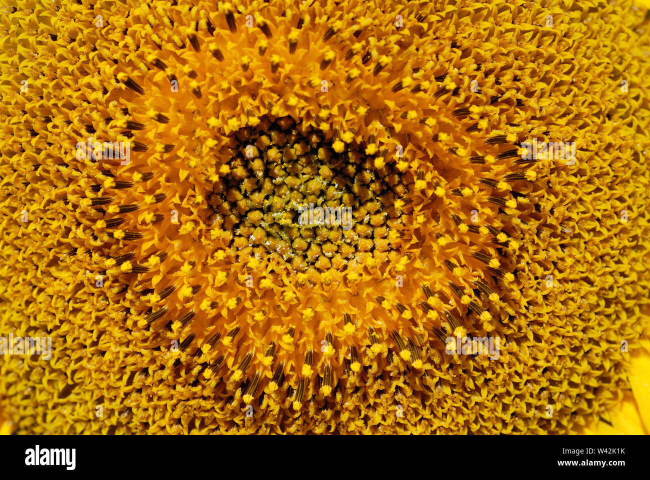 Sunflower sun fill hi-res stock photography and images - Alamy