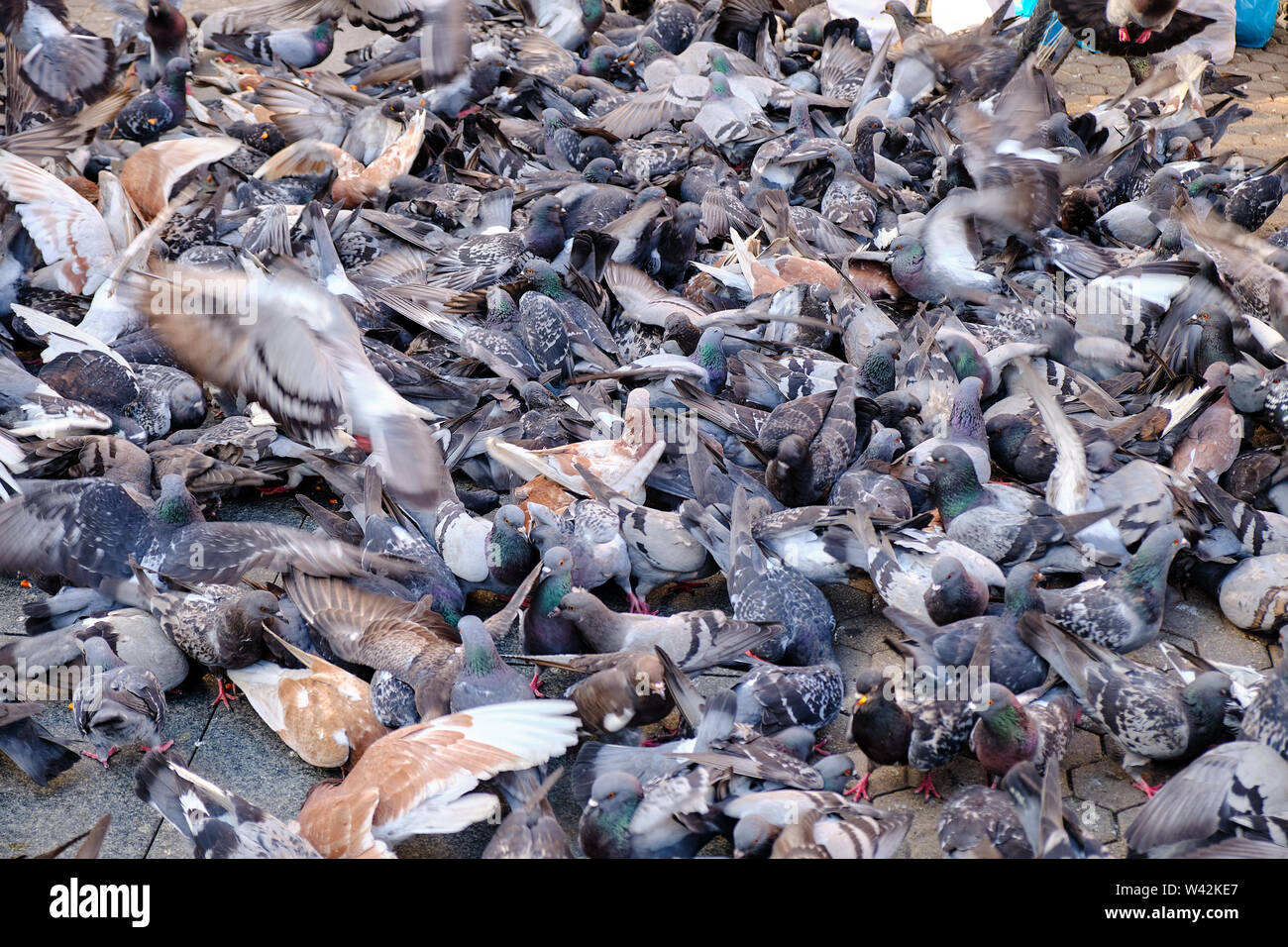 Commotion of wild pigeons with movement blur covering a whole area of a ...