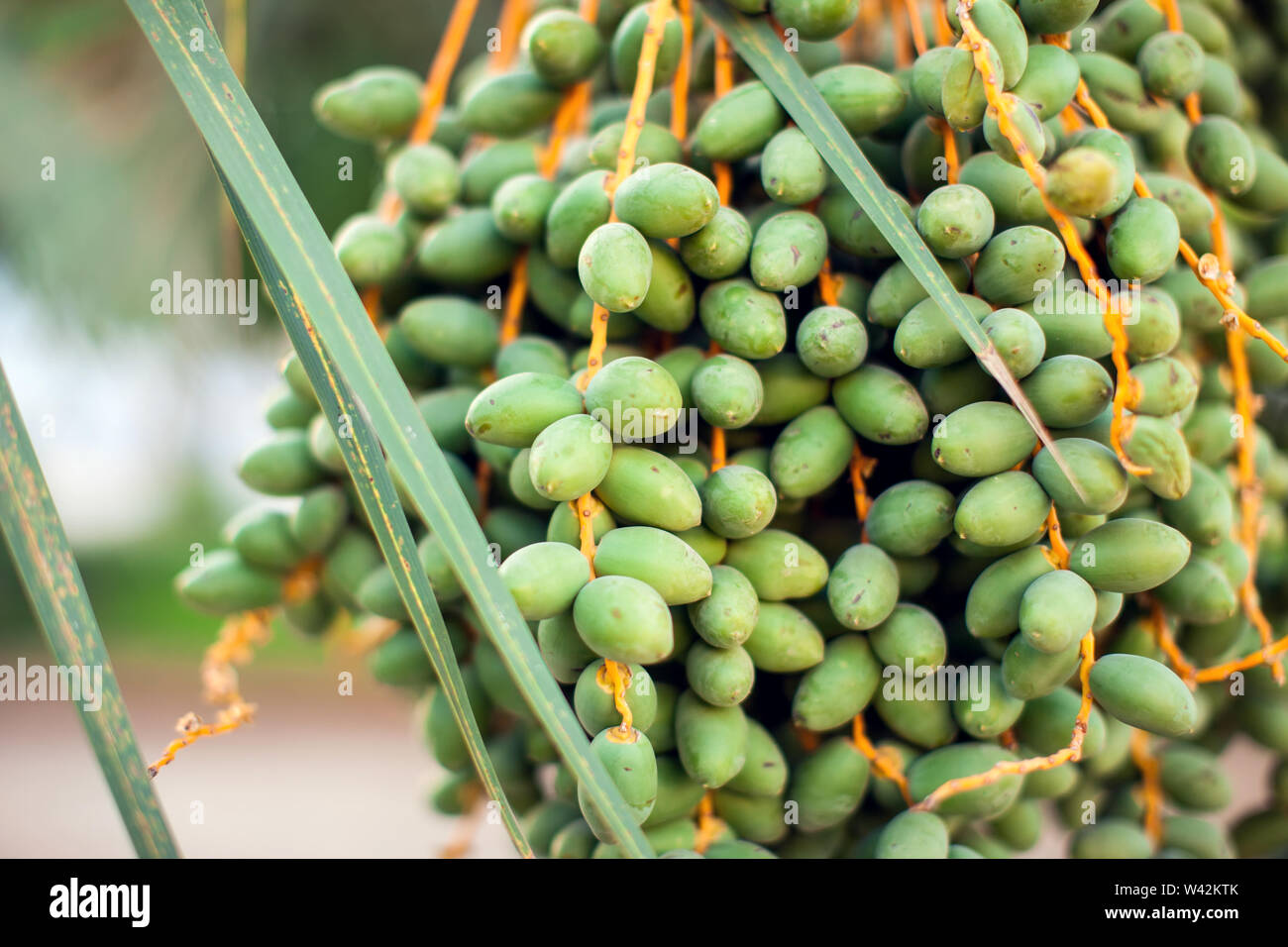 Fresh dates on palm tree. Close up shot. Organic and healthy food Stock ...
