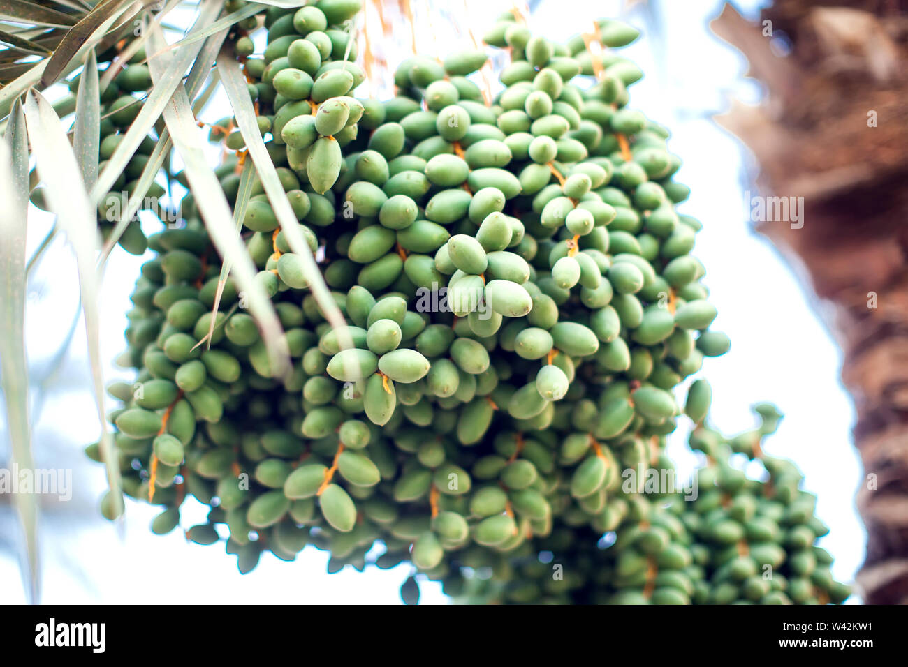 Fresh dates on palm tree. Close up shot. Organic and healthy food Stock ...