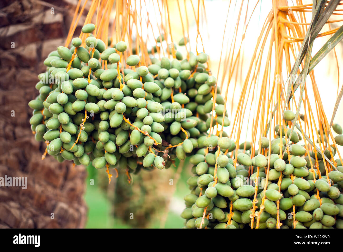 Kimri hi-res stock photography and images - Alamy