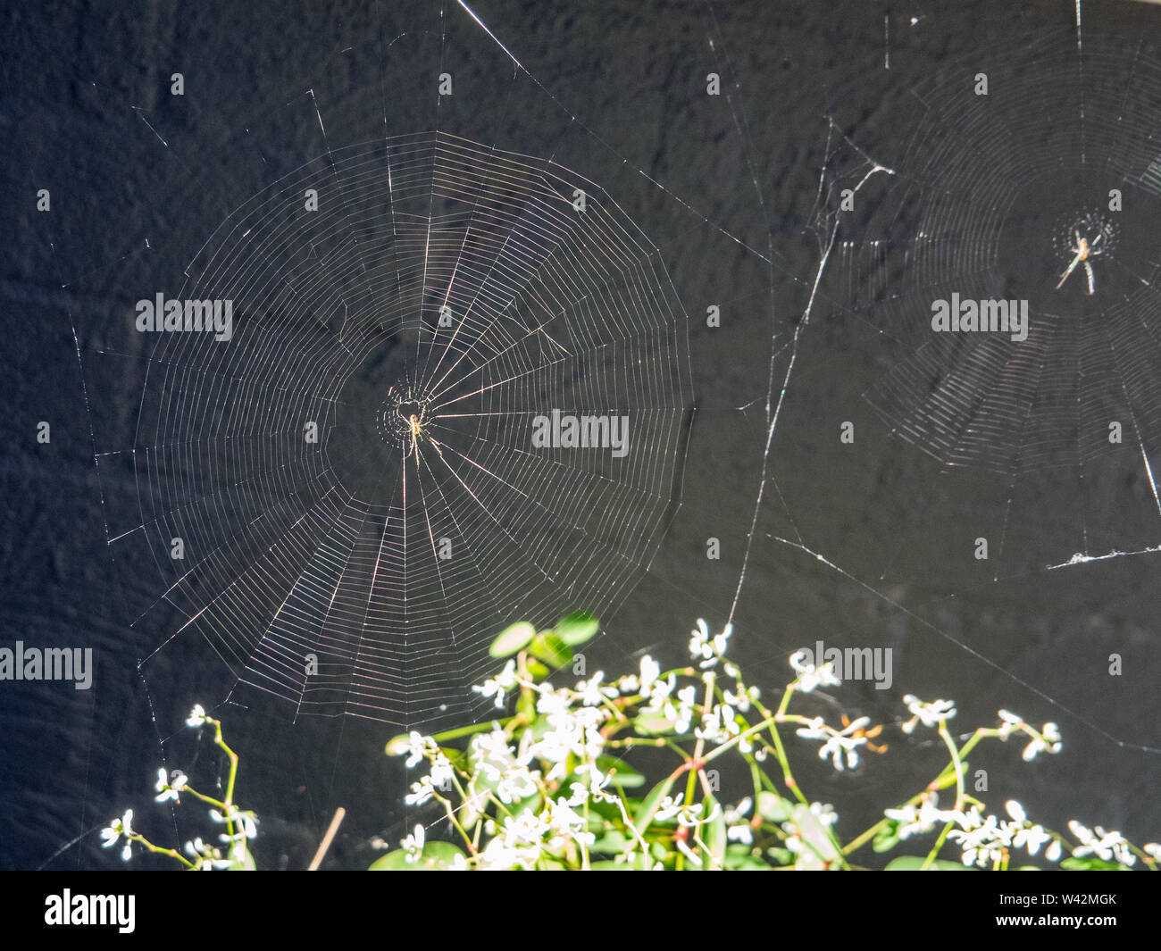 Two spiders webs Stock Photo - Alamy