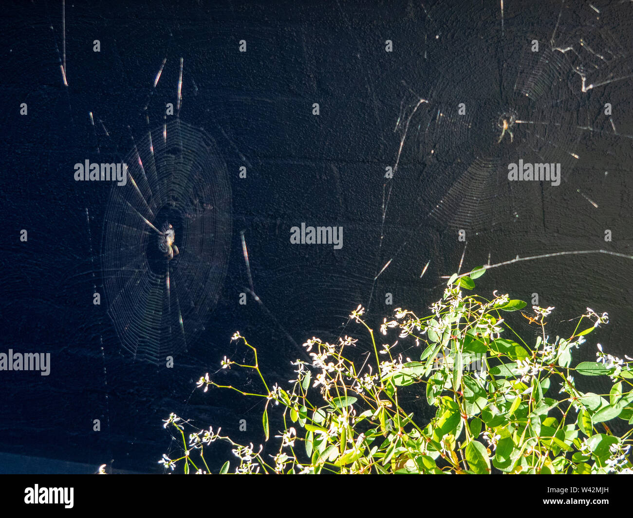 Two spiders in their webs spun in the garden Stock Photo - Alamy
