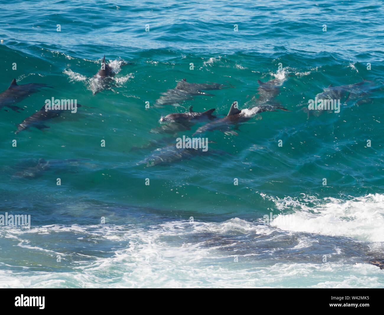 wild, a really large pod of many Bottlenose Dolphins diving through and ...