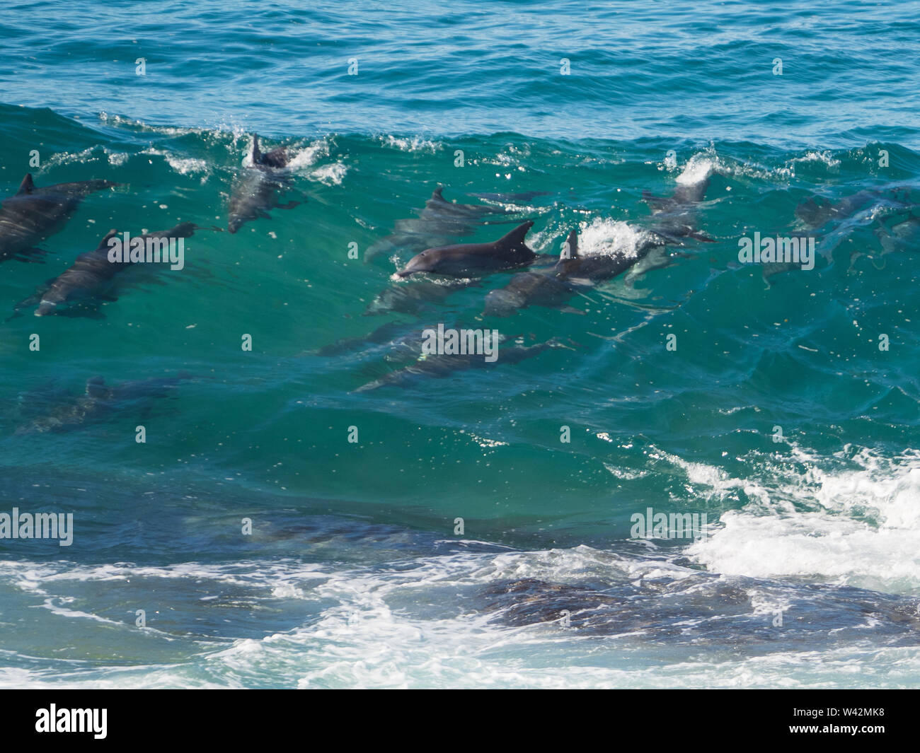 A large pod of wild Bottlenose Dolphins swimming and diving together ...