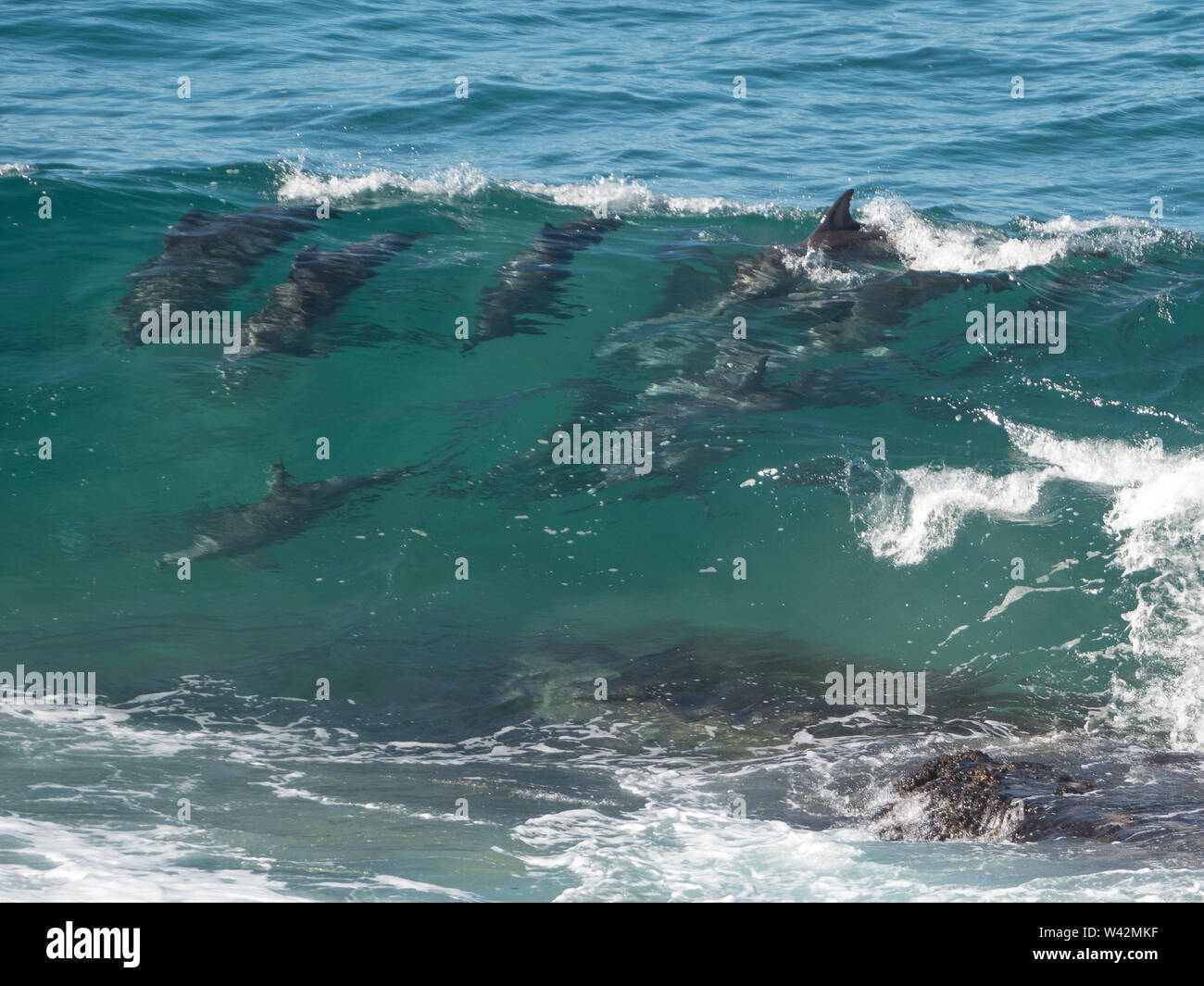 Dolphin pod australia hi-res stock photography and images - Alamy