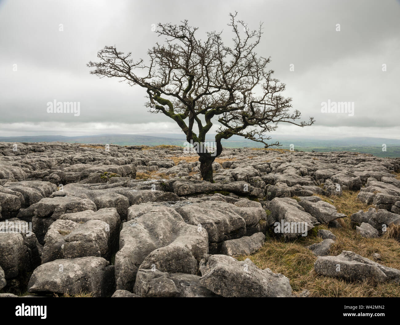 Weathered old stunted tree hi-res stock photography and images - Alamy