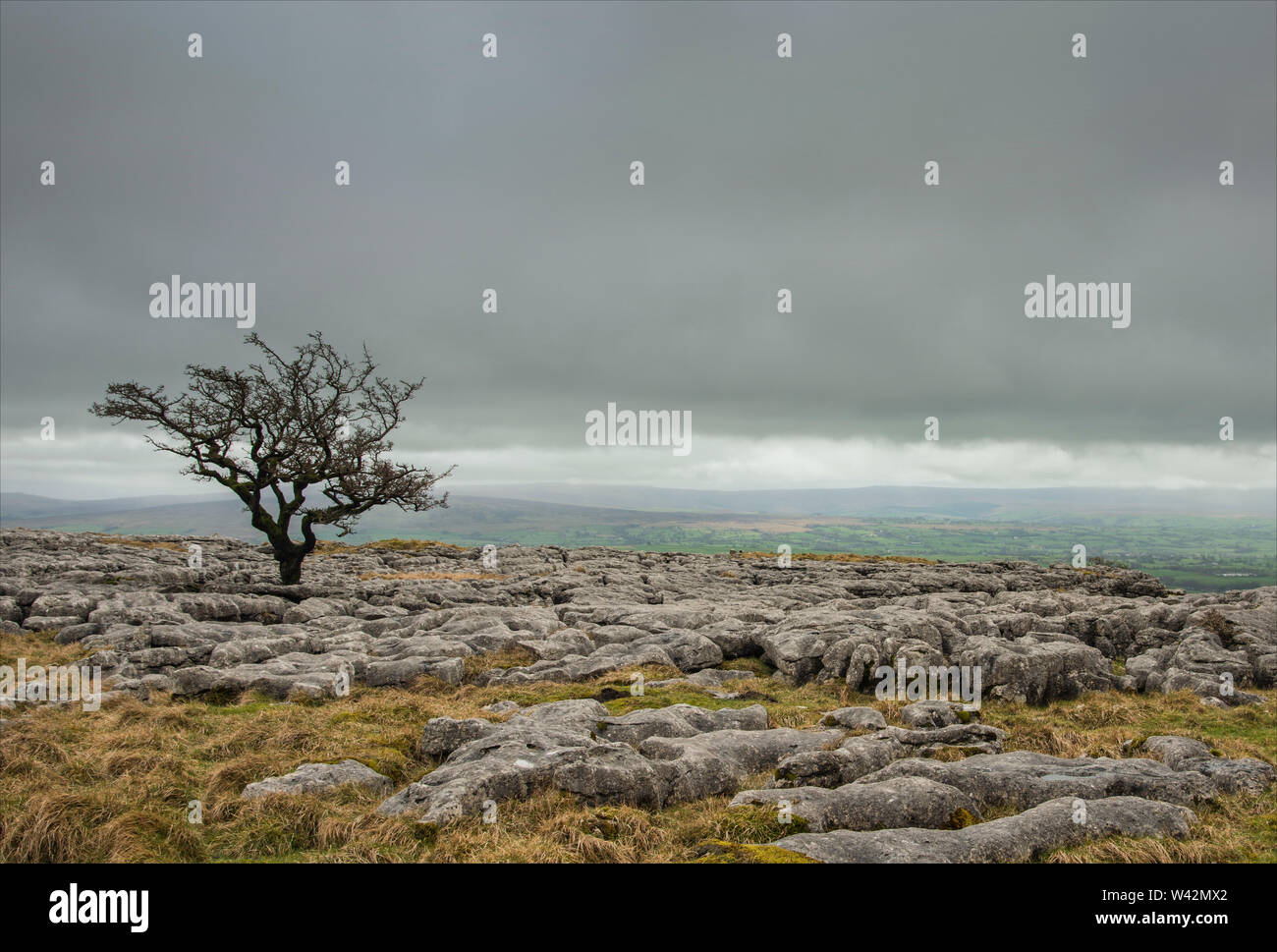 An old weathered single tree growing amongst a Limestone pavement in ...