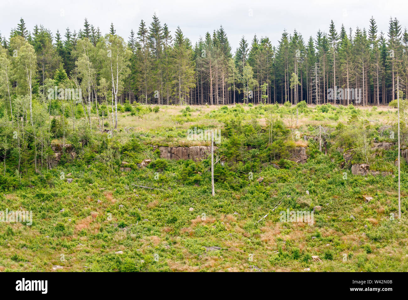 Forest clear cutting aerial view hi-res stock photography and images ...