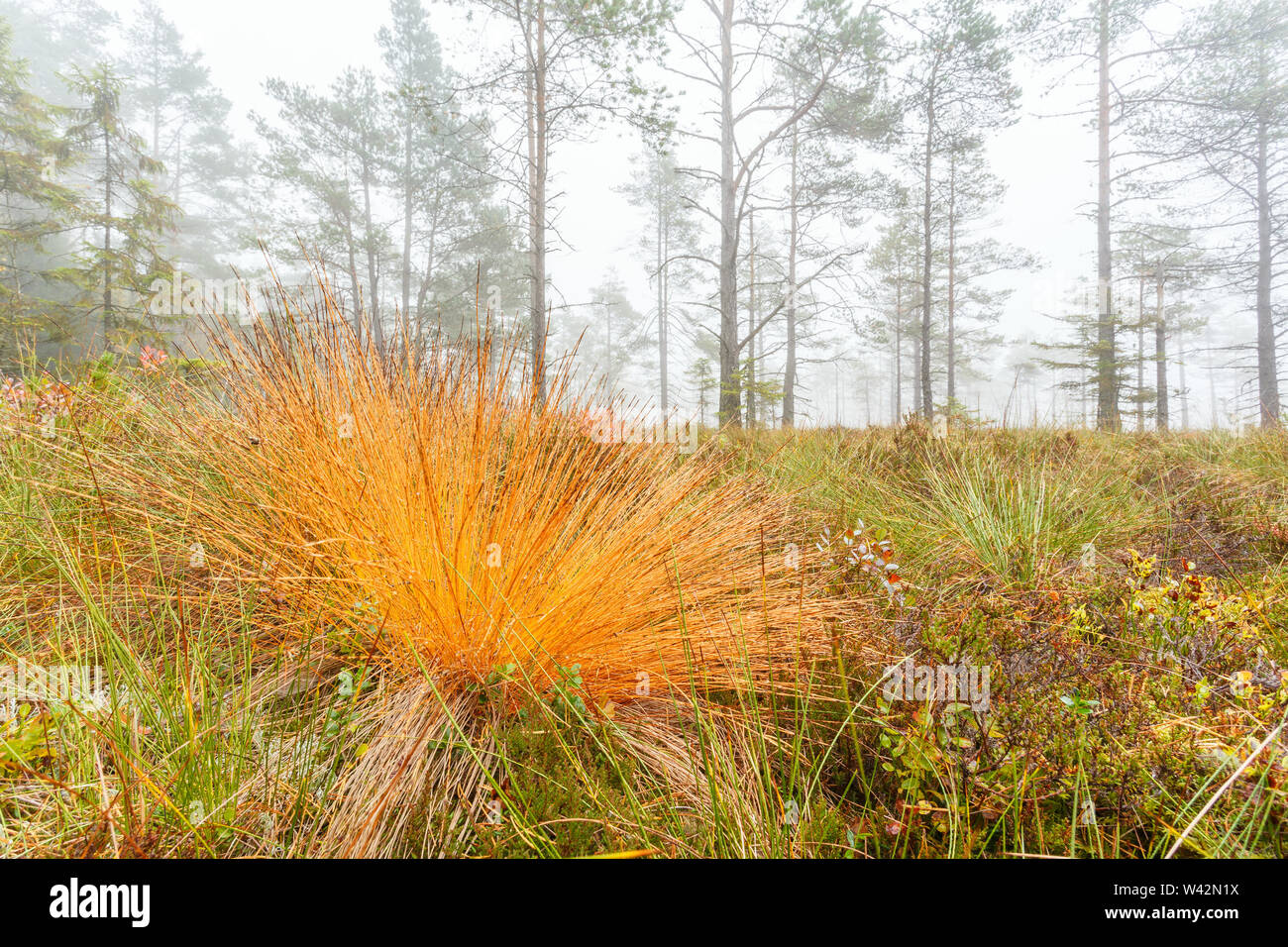 Low tuft hi-res stock photography and images - Alamy