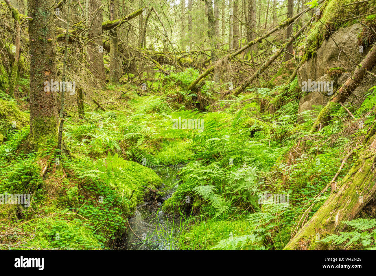 Primeval forest tree ferns moss hi-res stock photography and images - Alamy