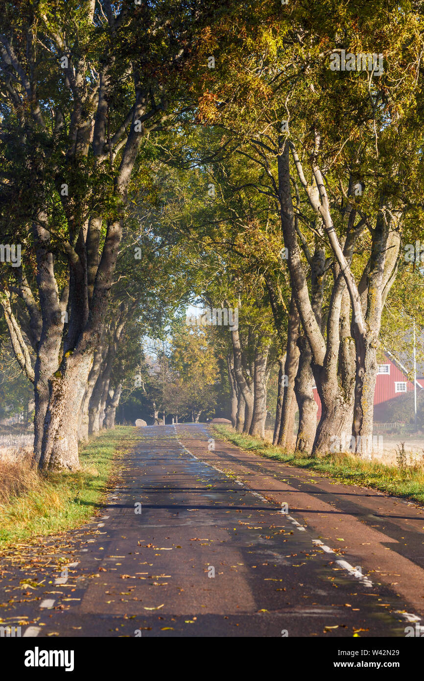 Tree avenue at a farmhouse Stock Photo - Alamy