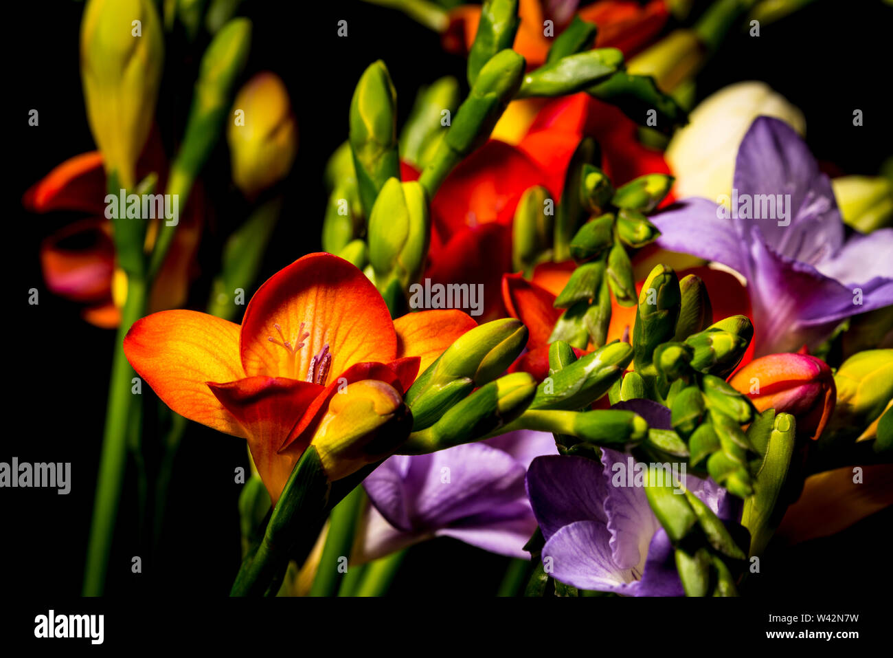 Fresia hi-res stock photography and images - Alamy