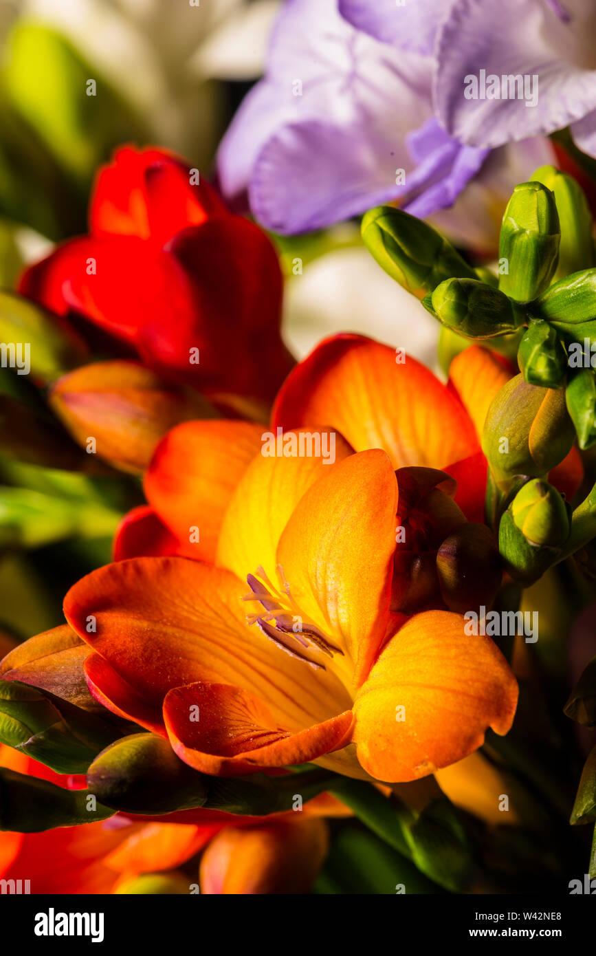 Fresia hi-res stock photography and images - Alamy