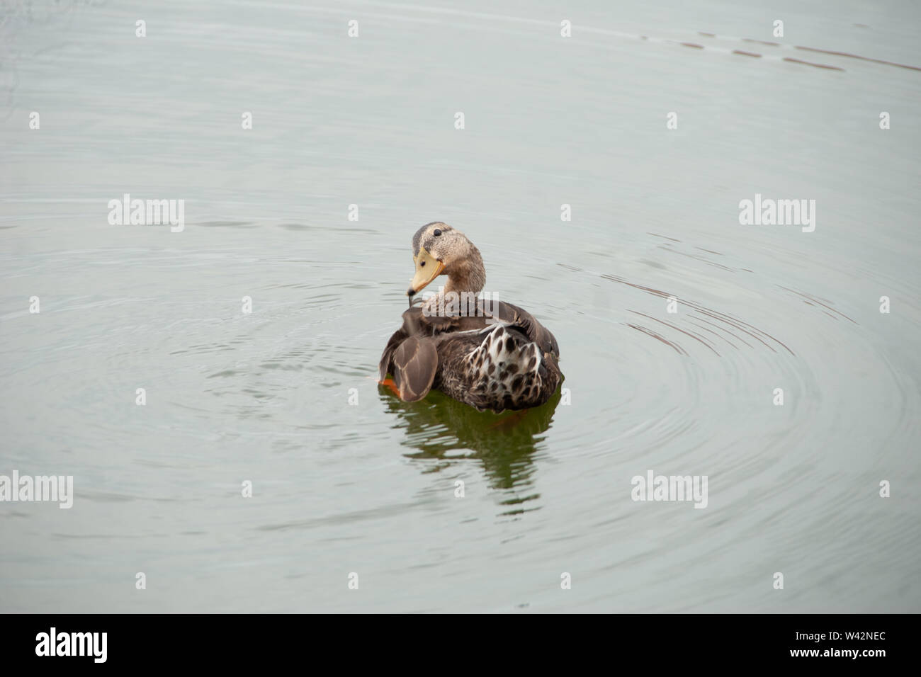 Duck pulls on feather while floating on lake Stock Photo - Alamy