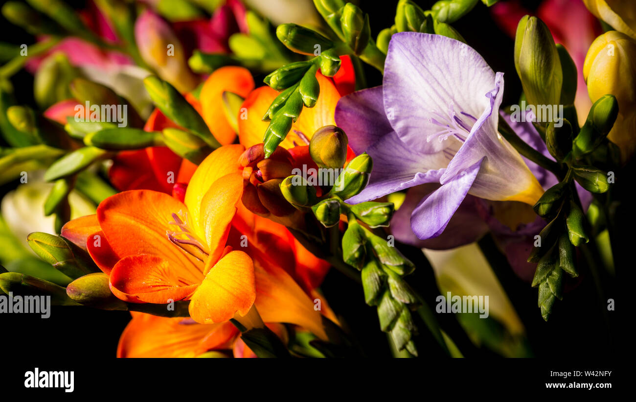 Fresia hi-res stock photography and images - Alamy