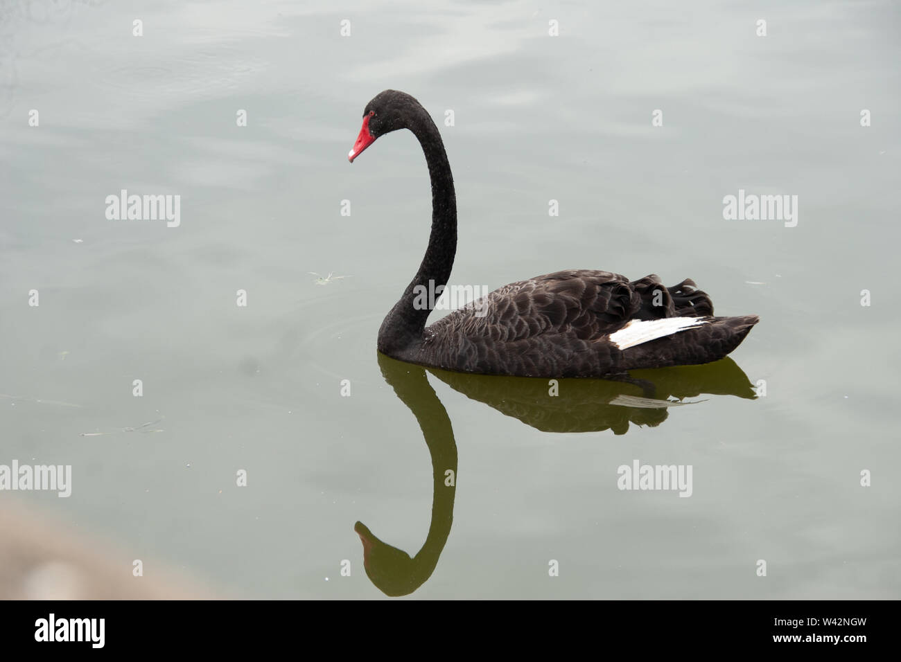 Bird Feather Feathers Floating High Resolution Stock Photography and ...