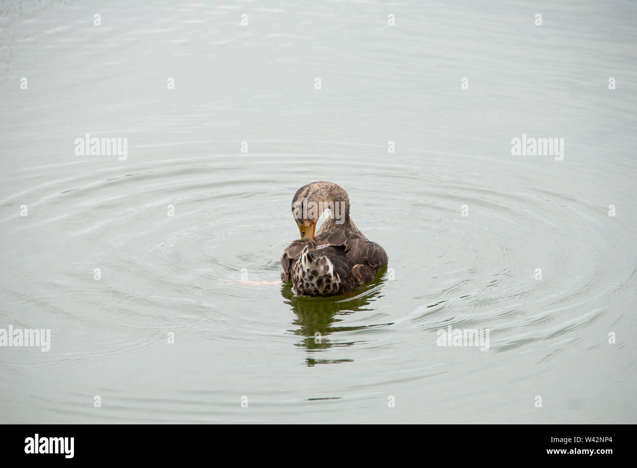 Duck floating in pond hi-res stock photography and images - Alamy