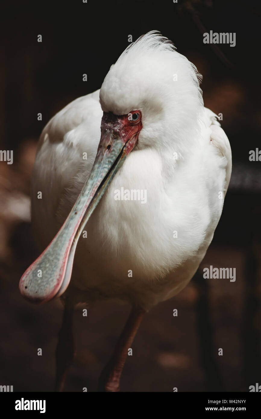 Roseate spoonbill bird head close up hi-res stock photography and ...