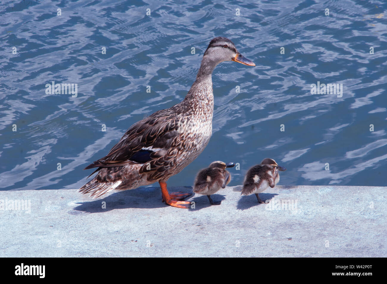 Mother duck with two ducklings who are scratching their head Stock ...
