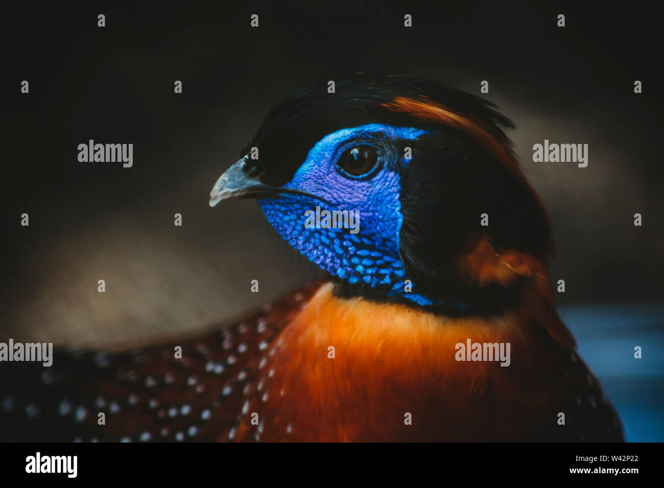Close-up portrait of tragopan pheasant Stock Photo - Alamy