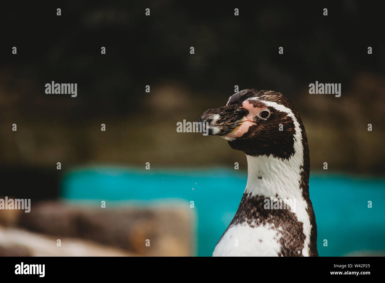 Penguin profile portrait hi-res stock photography and images - Alamy