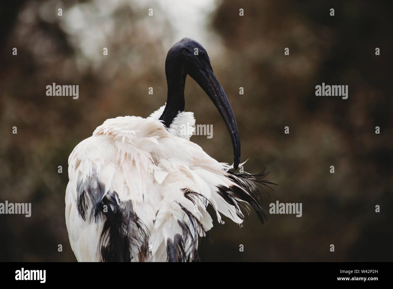 Black and white ibis hi-res stock photography and images - Alamy