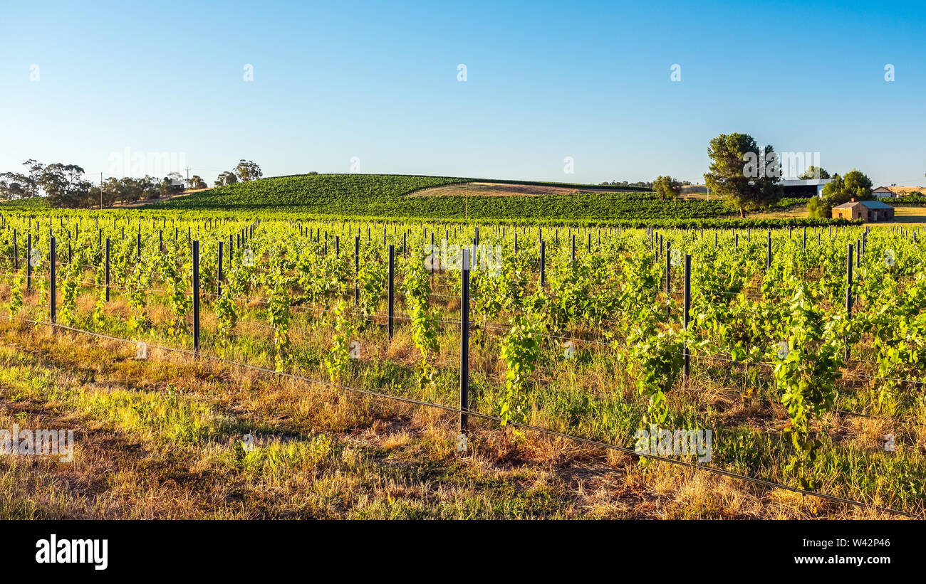 Adelaide australia barossa hi-res stock photography and images - Alamy