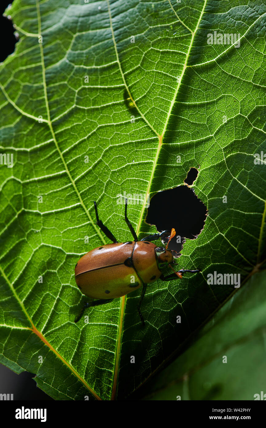 GRAPE VINE BEETLE Stock Photo - Alamy