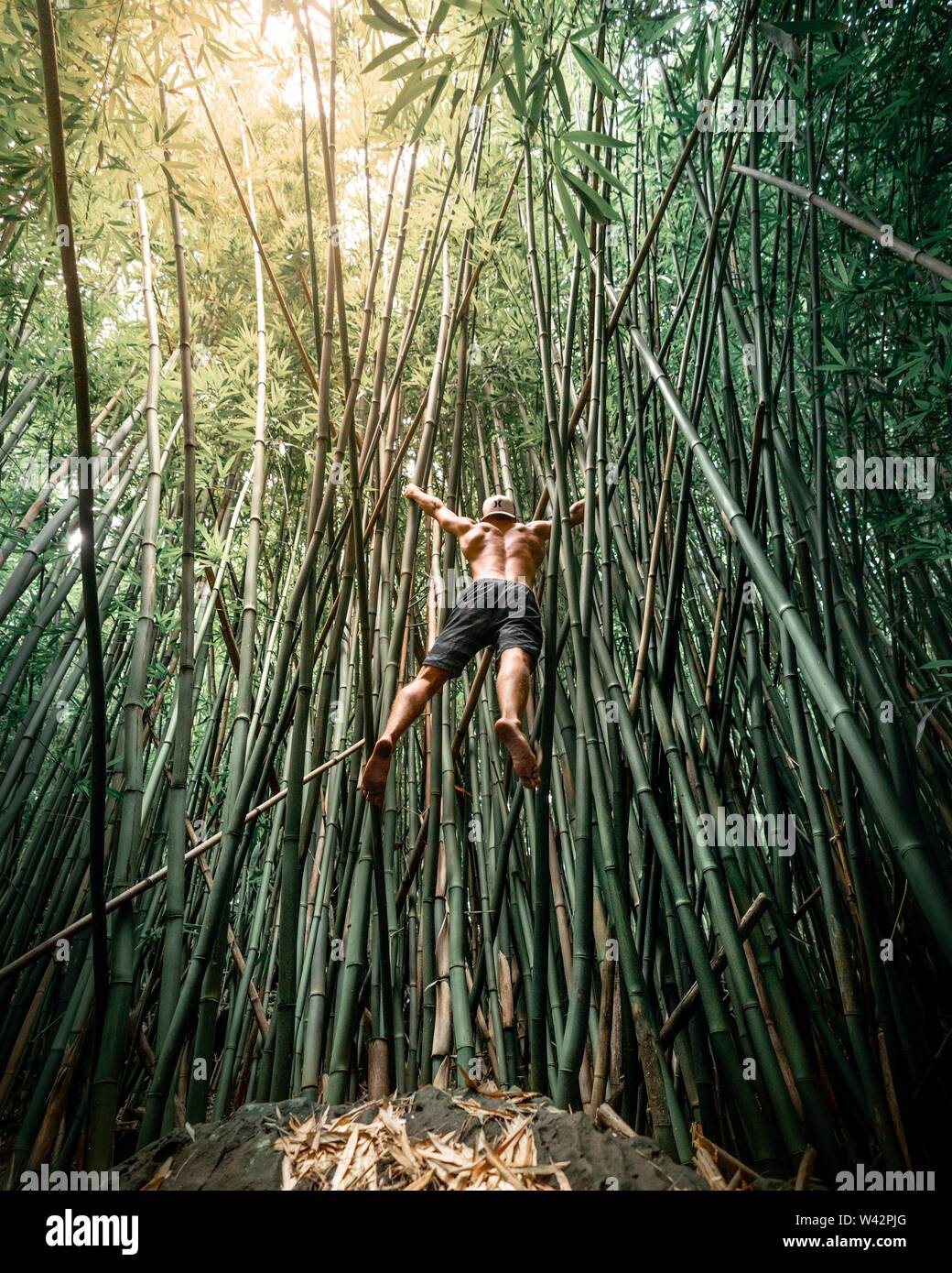 Fit male with his shirt off jumping on bamboo trees in Hawaii Stock ...
