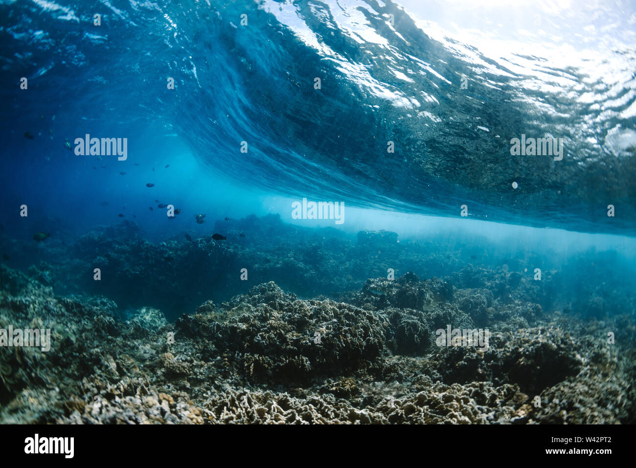 Underwater wave breaking on a coral reef Stock Photo - Alamy
