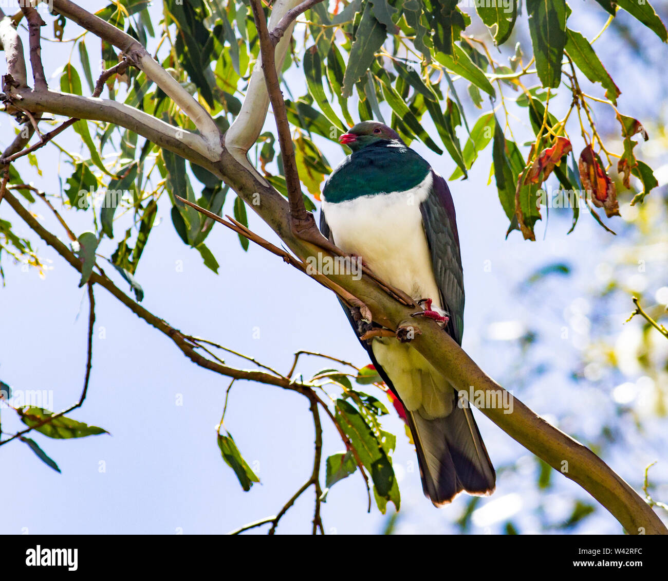 New zealand bird ecosystem hi-res stock photography and images - Alamy