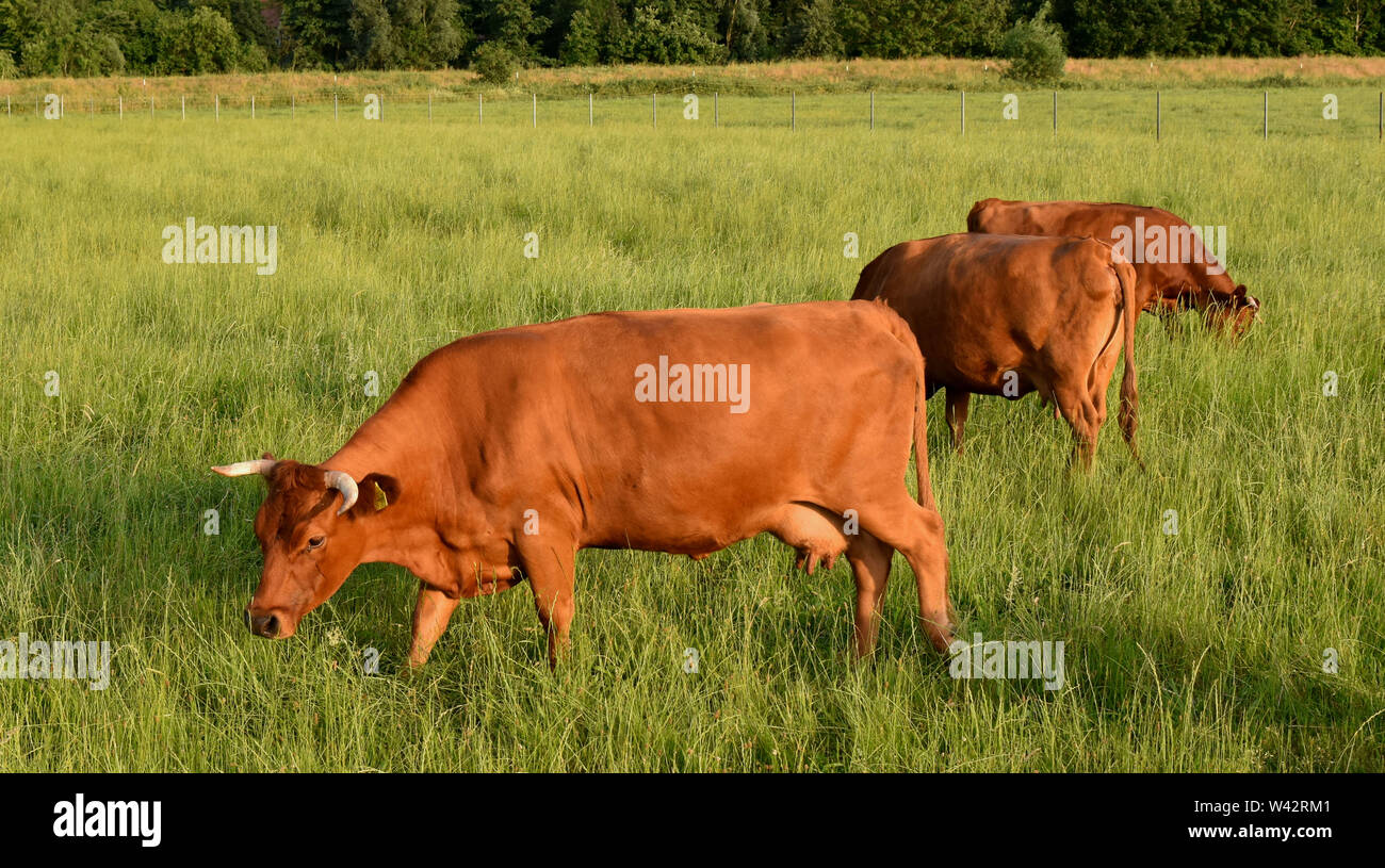 Cow Eats Grass High Resolution Stock Photography and Images - Alamy
