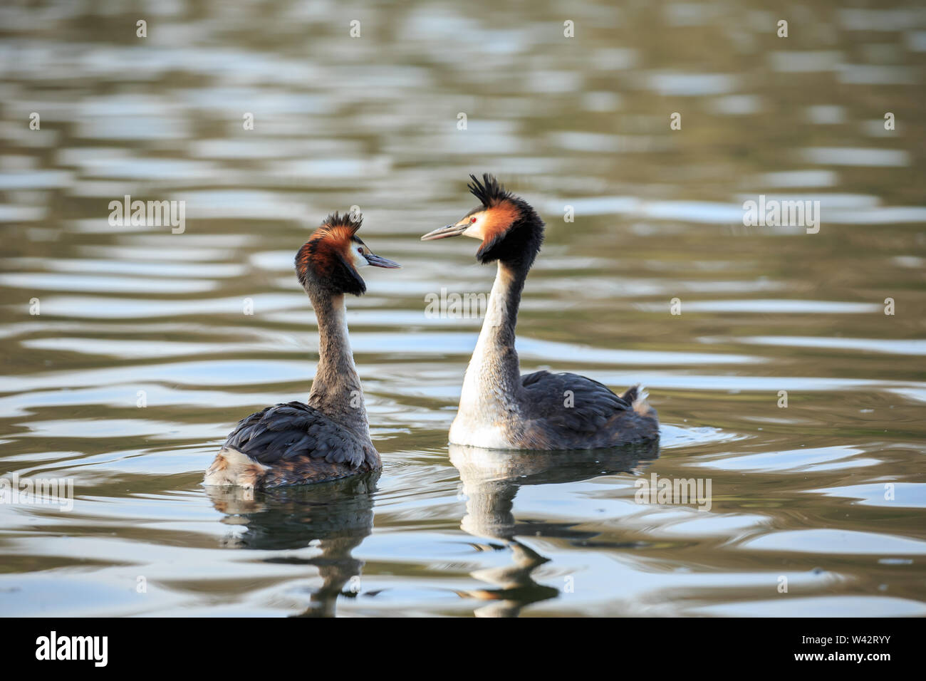 Great crested grebes in their courtship ritual Stock Photo - Alamy