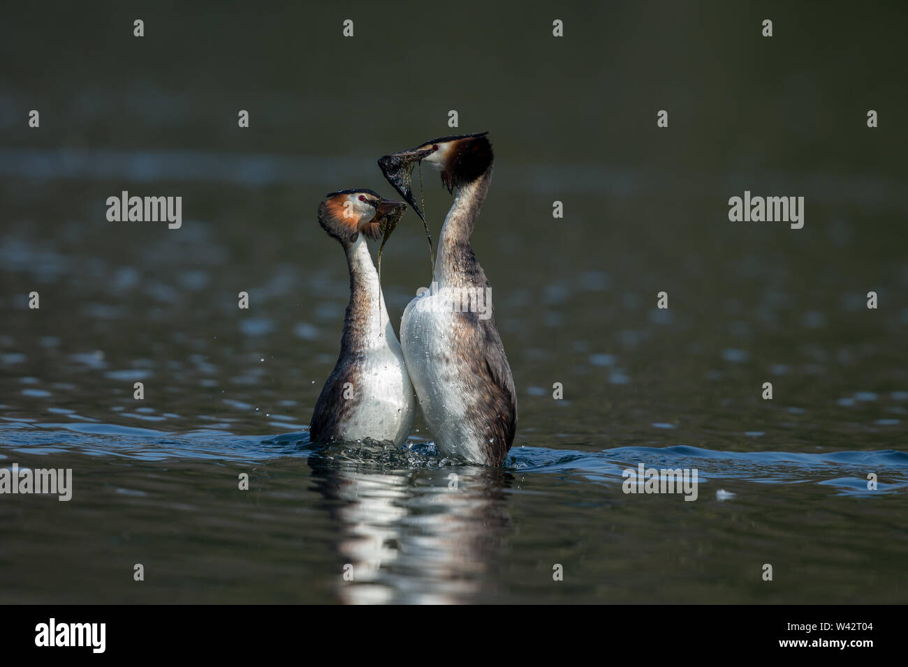 Great crested grebes in their courtship ritual Stock Photo - Alamy