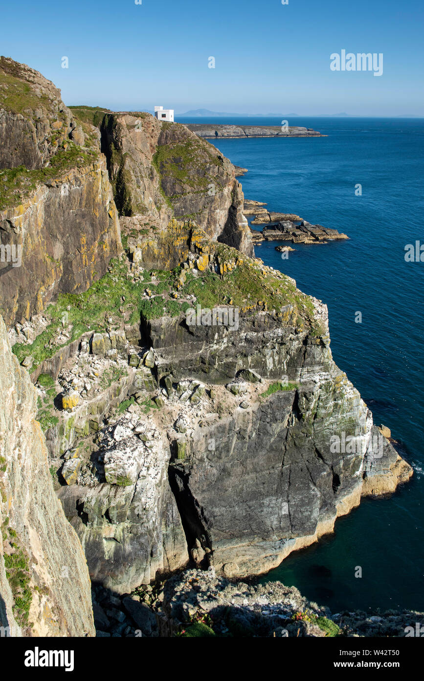 Birds on the Cliffs at South Stack on the Island of Anglesey, Wales UK ...