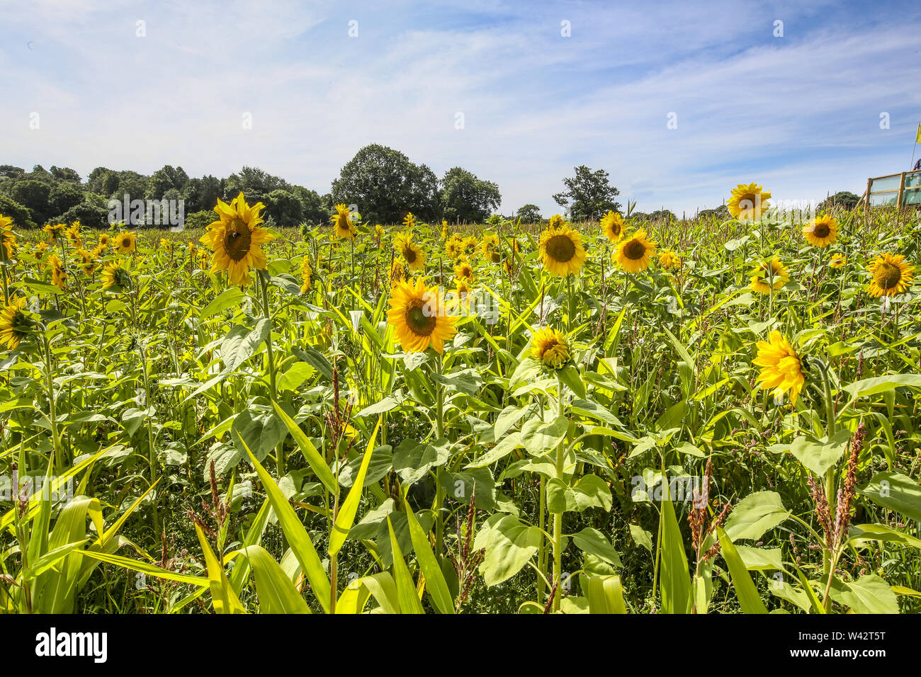 Maize maze cawthorne hi-res stock photography and images - Alamy