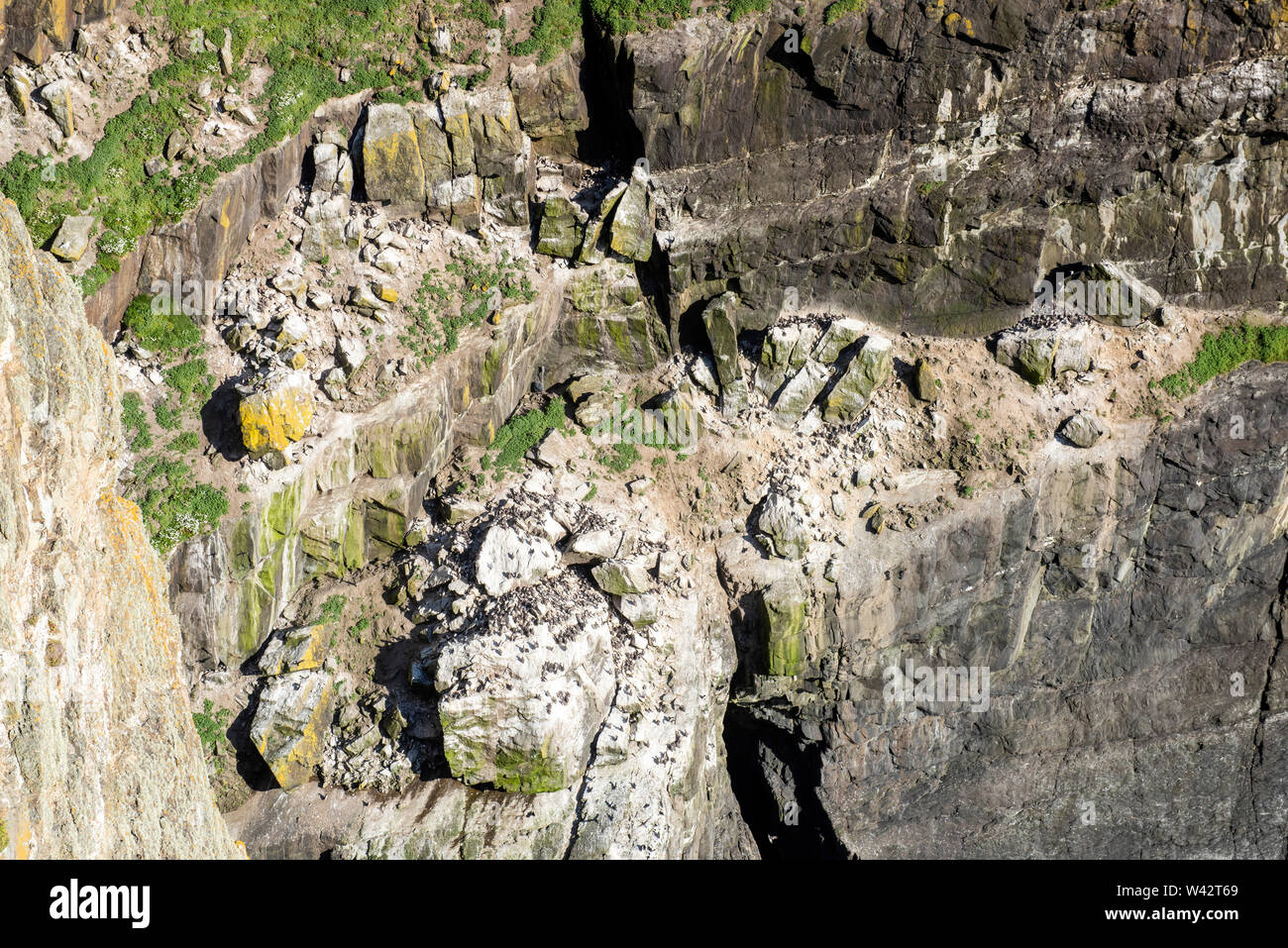 Birds on the Cliffs at South Stack on the Island of Anglesey, Wales UK ...