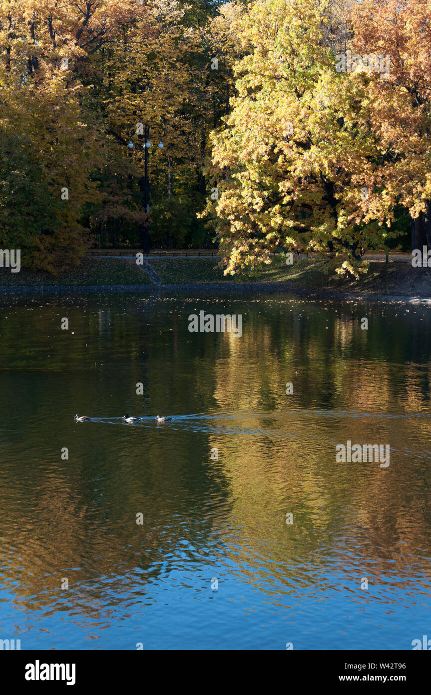 Multi colored fall foliage in park hi-res stock photography and images ...