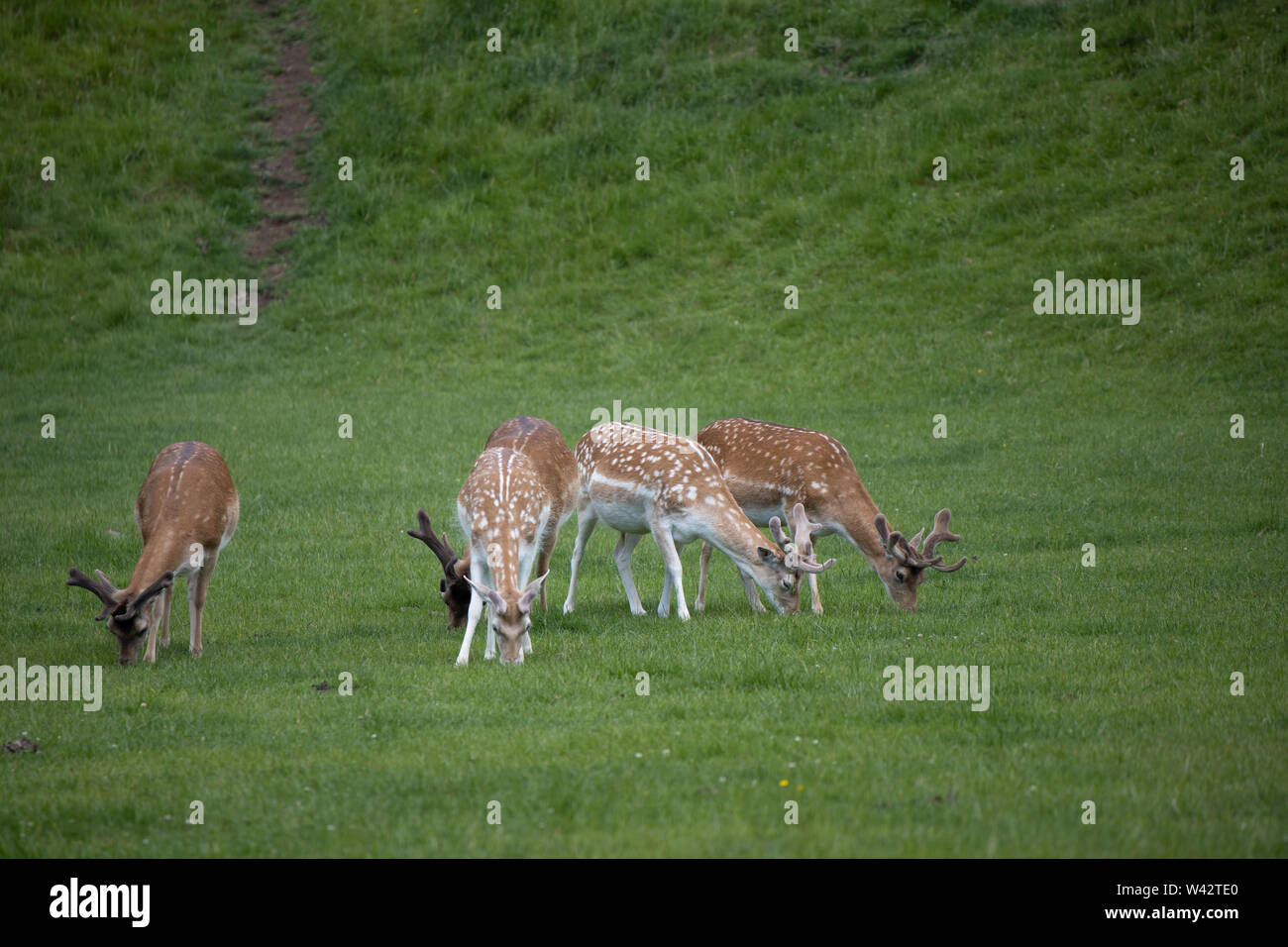 Fallow period hi-res stock photography and images - Alamy