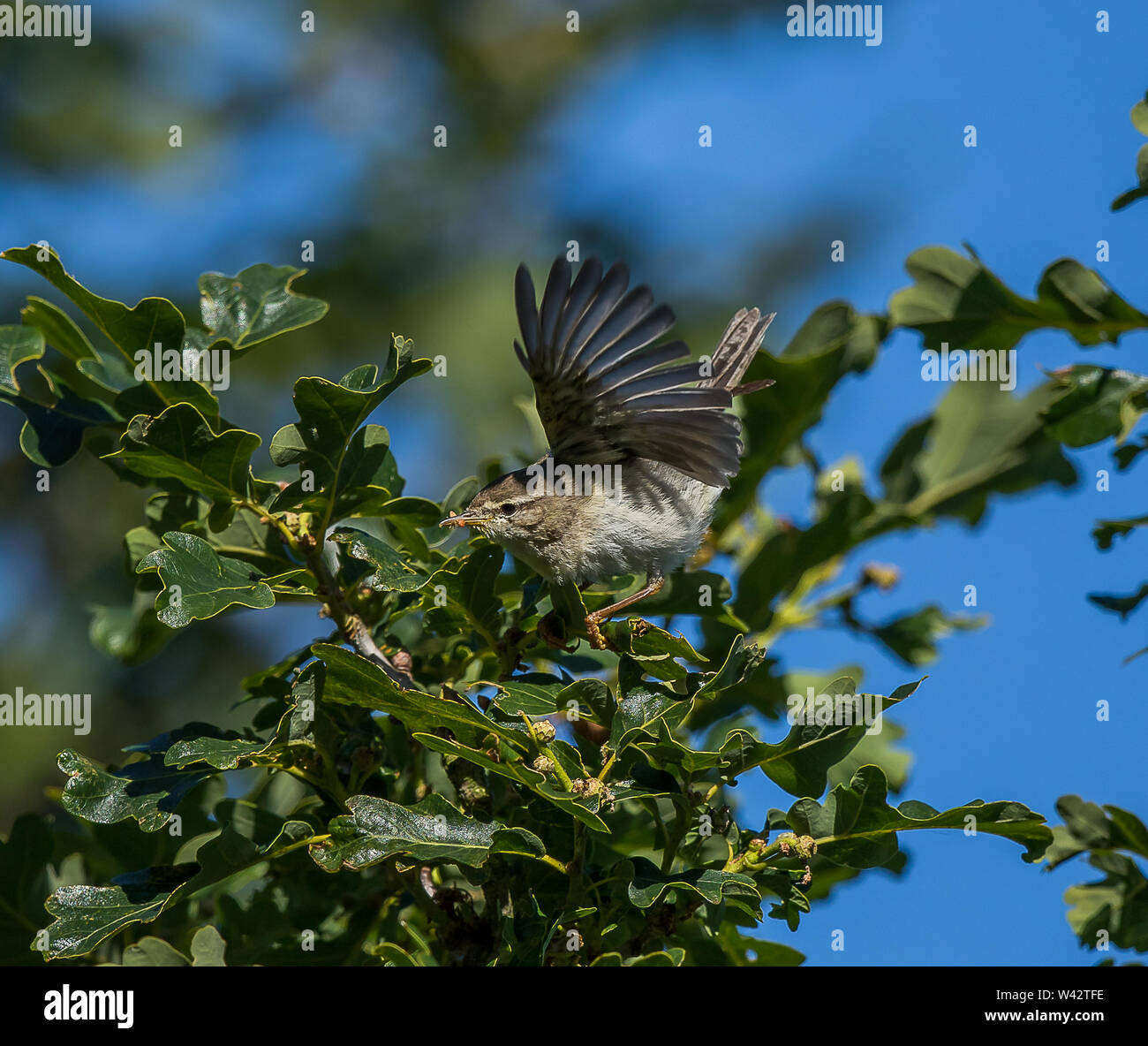 Juvenile Chiffchaff High Resolution Stock Photography and Images - Alamy