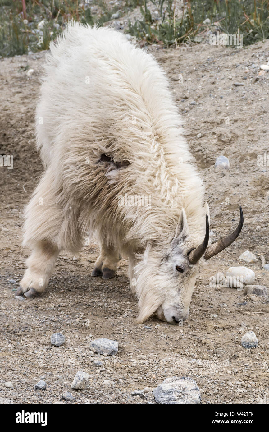 Mountain Goat in Kootenay National Park, British Columbia, Canada Stock ...