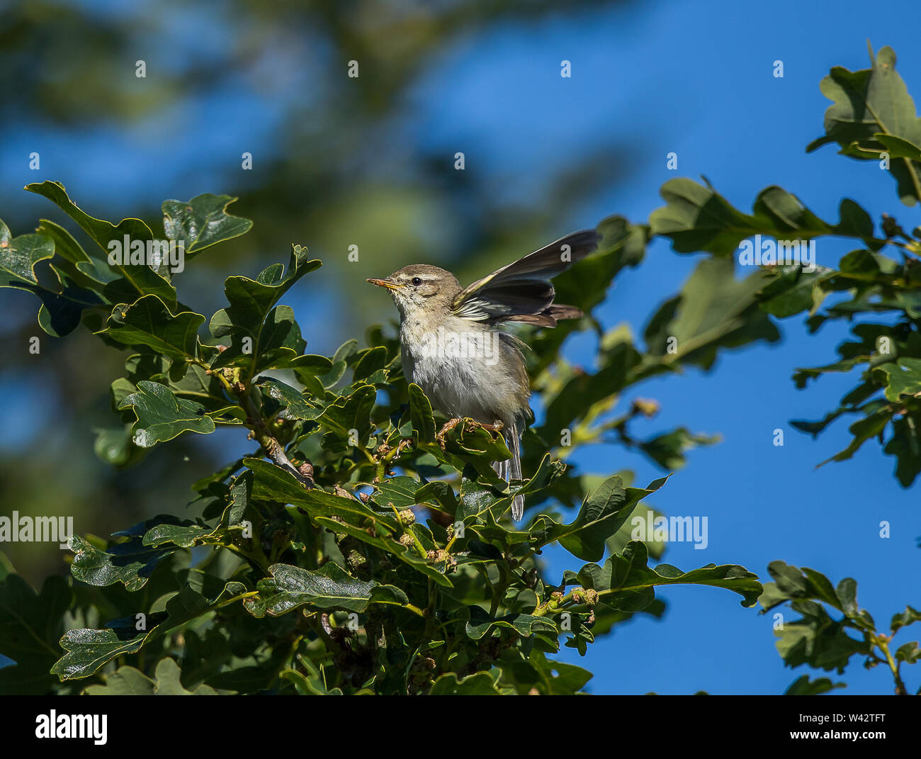 Chiffchaff eating caterpillars hi-res stock photography and images - Alamy
