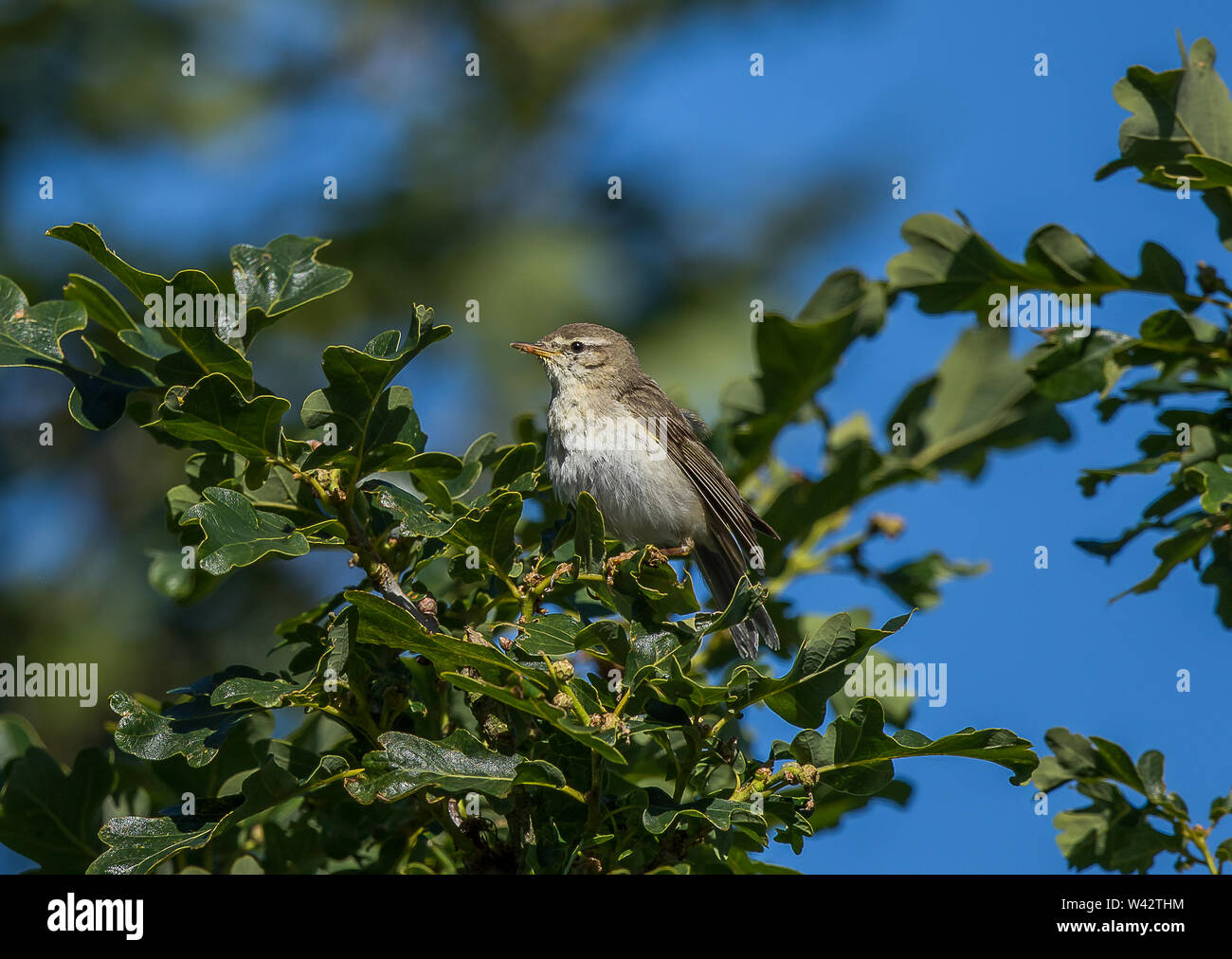 Juvenile Chiffchaff High Resolution Stock Photography and Images - Alamy